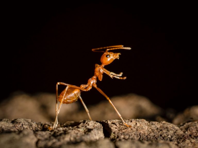 Fourmi pharaon | Exterminateur fourmis | Extermination Experasitaire